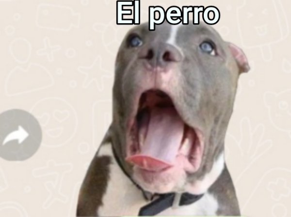 El perro - Generador Memes